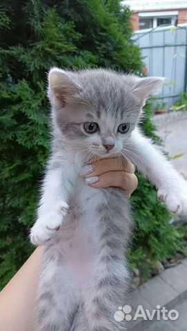 Умная Кошка