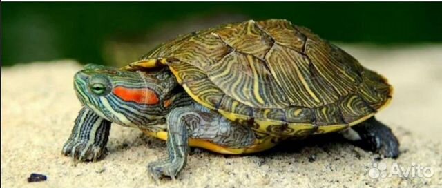 Красноухая черепаха отдаём бесплатно