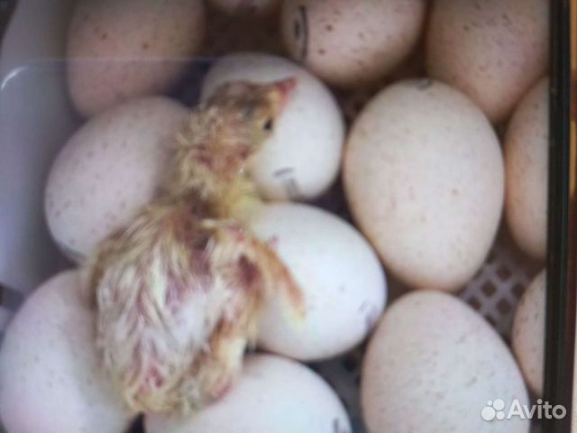 Индюшата Биг Премиум