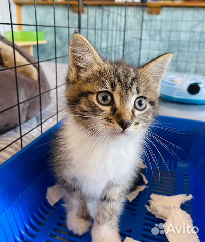 Котёнок смышлёныш полосатик мальчик 2 мес