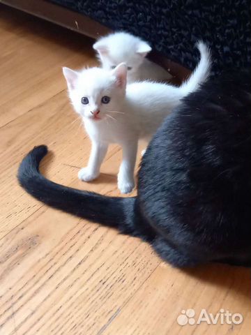 Котята
