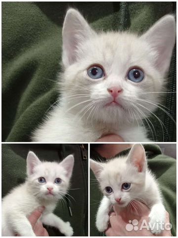 Котик невская маскарадная