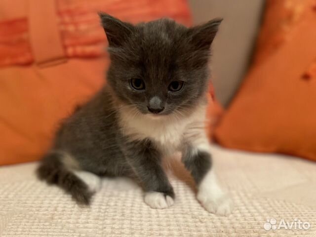 Котята отдам бесплатно