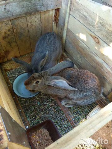 Продам кроликов на мясо