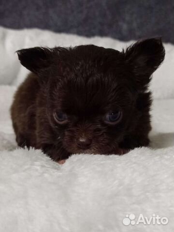 Щенки чихуахуа девочки и мальчики