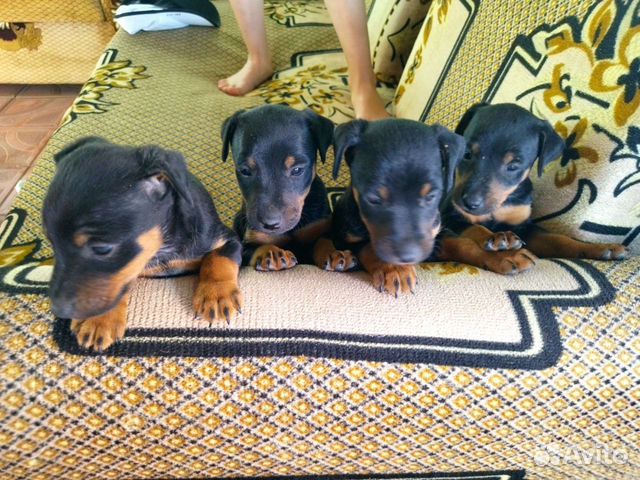 Щенки ягдтерьера