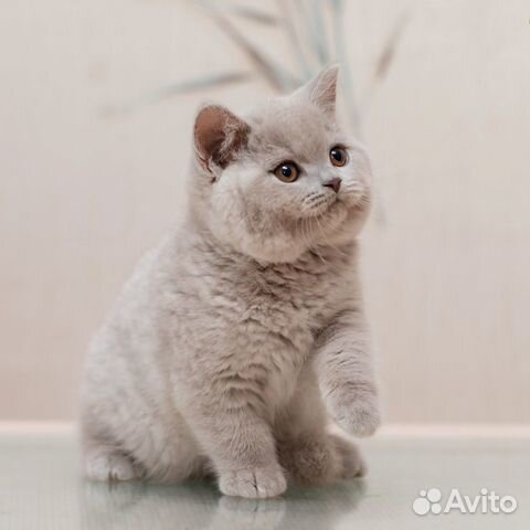 Настоящие британские котята крови Великобритании