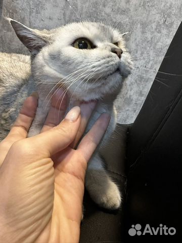 Отдам бесплатно кошку британку