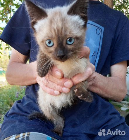 Отдам котят в хорошие руки