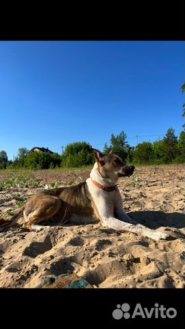 Метиска амстаффа, в хорошие руки