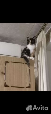 Продам кошку