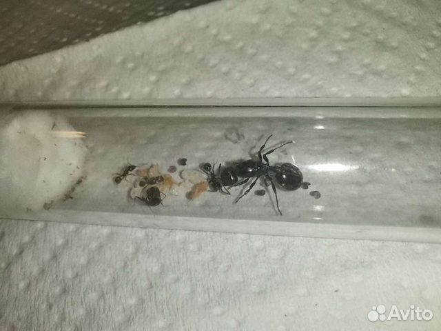 Муравьи Messor barbarus (1/1-5)