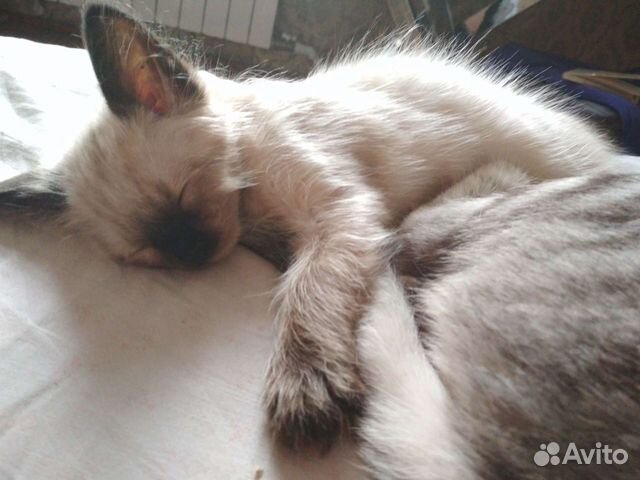 Невский маскарадный кот