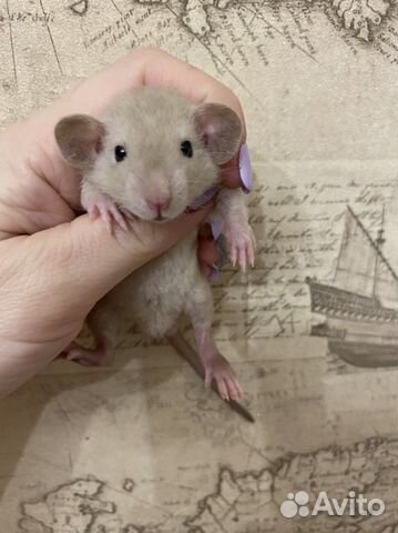 Крысята крыса дамбо