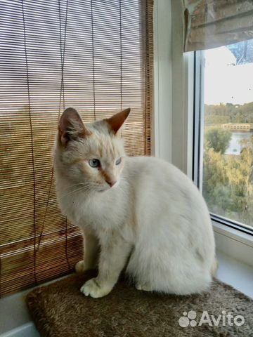 Кот тайский в добрые руки бесплатно