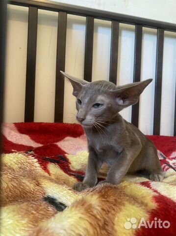 Ориентальный котенок