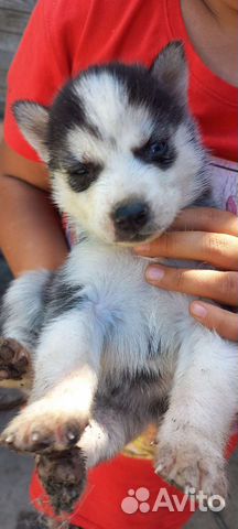 Щенки сибирской хаски