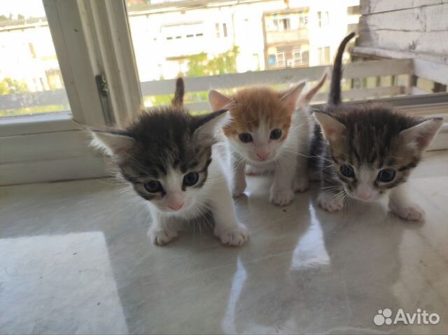 Котята в добрые руки