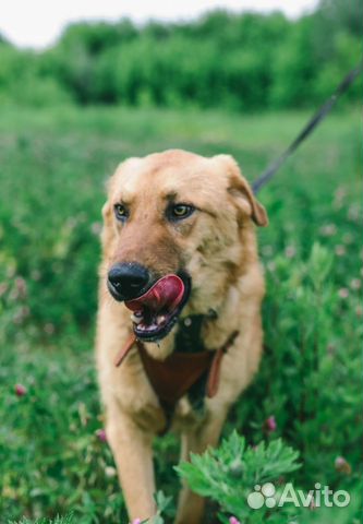 Собака в добрые руки. Джуниор