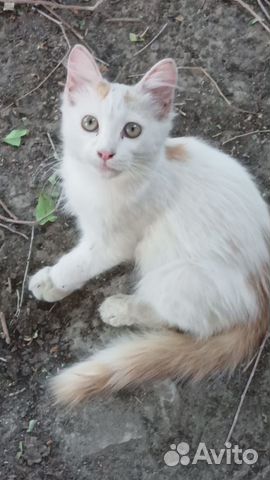 Котенок Пушок в добрые руки