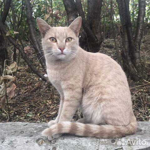 Котенок (кот) в добрые руки