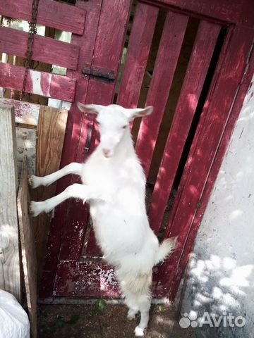 Казел 4 месеца