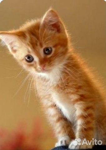Котика 3 мес(только В семью)