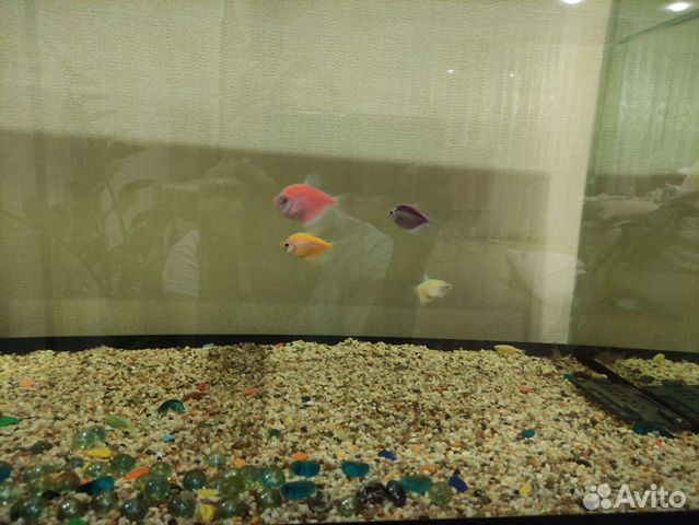 7 рыбок карамелька, сомик