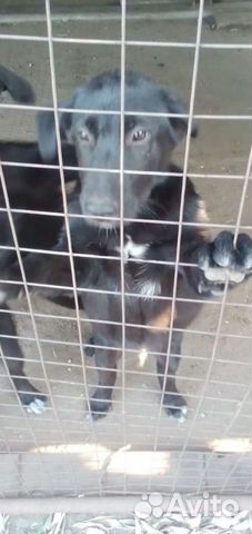 Собака в добрые руки отдам бесплатно