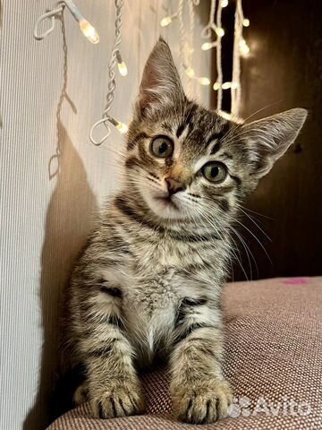 Котеночек Кузенька ищет дом (1,5 мес)