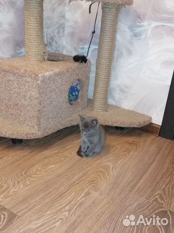 Котенок