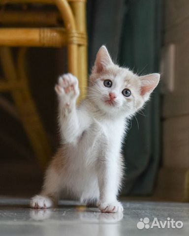 Котёнок-мальчик, светло- рыжий с белым