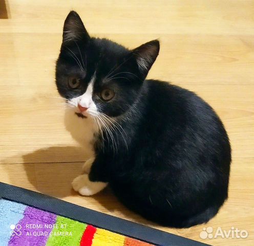 Котёнок по кличке Малыш