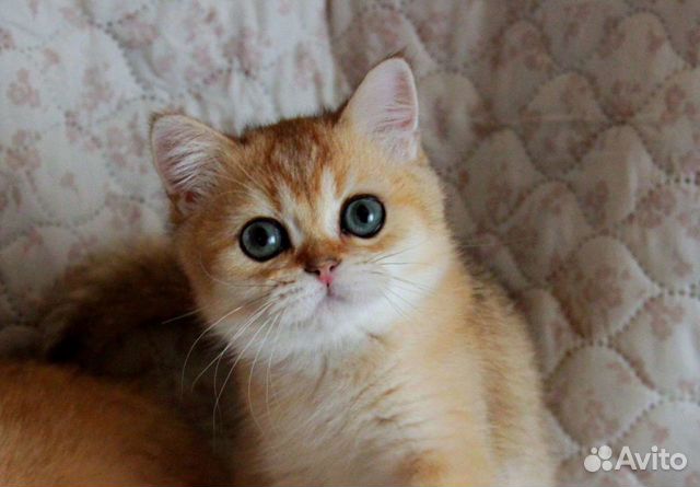 Золотой котик Матвейка