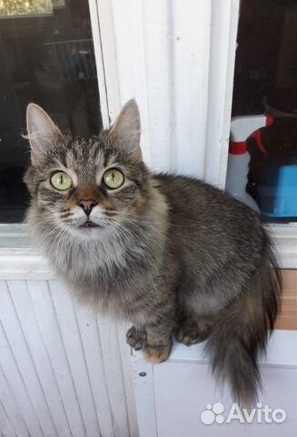 Кошечка ищет дом,домашняя потеряшка