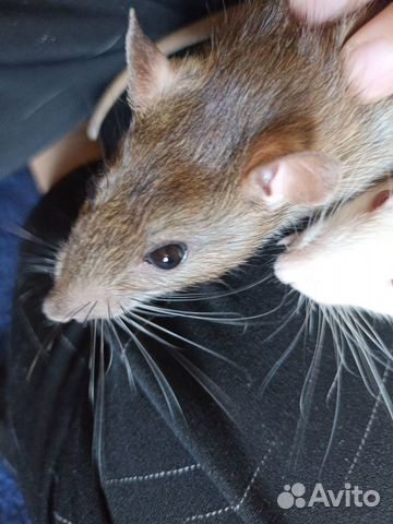 Бурая и альбинос девочки