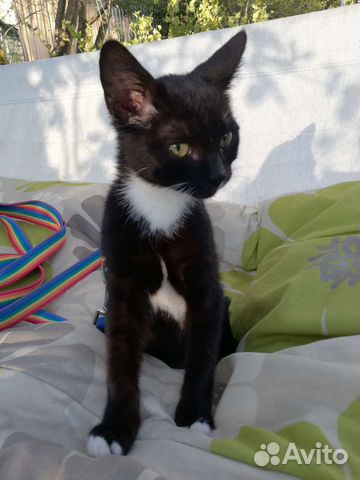Кошка