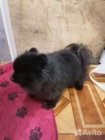 Отдам мини шпица