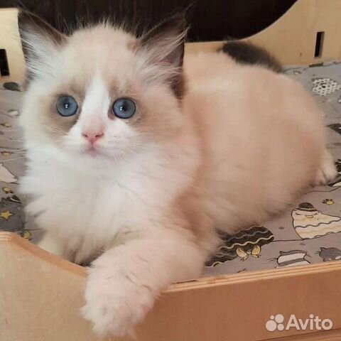 Котята рэгдолл