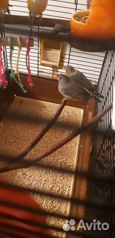 Зебровые амадины