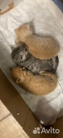 Шотландские вислоухие котята
