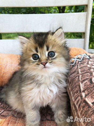 Британские котята