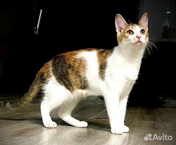 Милая кошечка-подросток Тришка., 8 месяцев