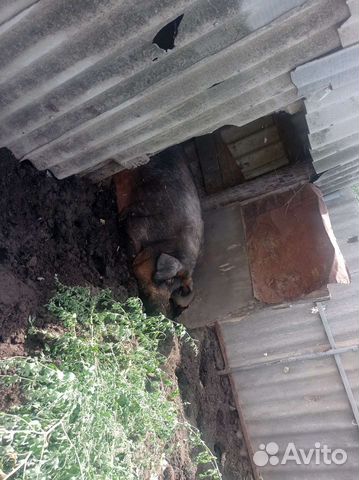 Кабан на племя