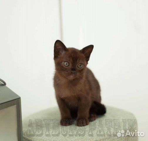 Папа предлагает своих котят