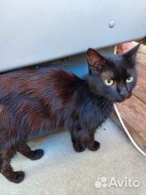 Очень нужен дом котику