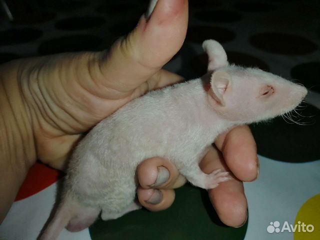 Крыса дамбо рекс