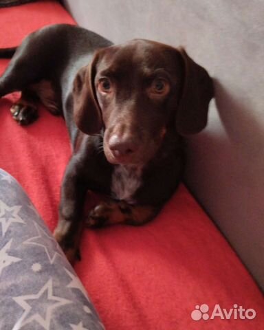 Такса бесплатно в добрые ручки, очень ласковый