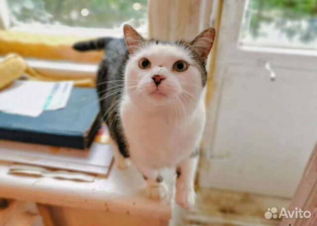 Общительная кошечка Есения ищет семью