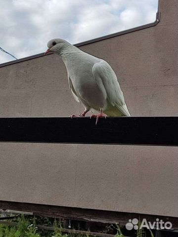 Голубь белый